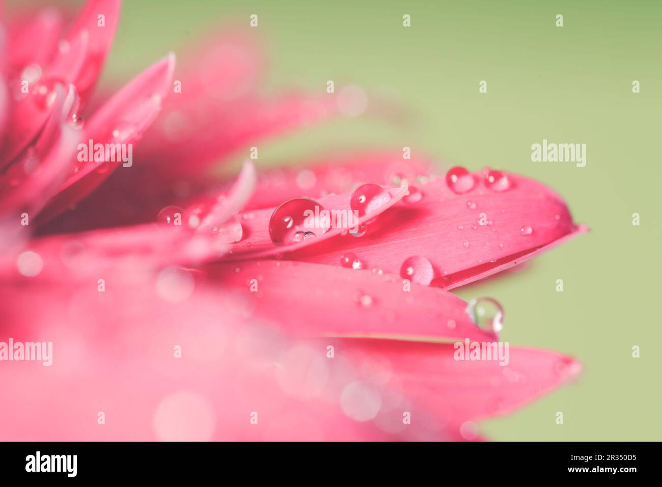Water drop on flower Stock Photo - Alamy