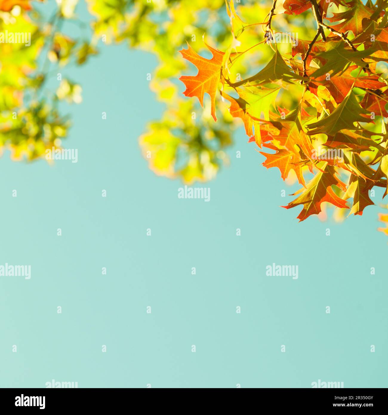 Maple leaves frame Stock Photo - Alamy