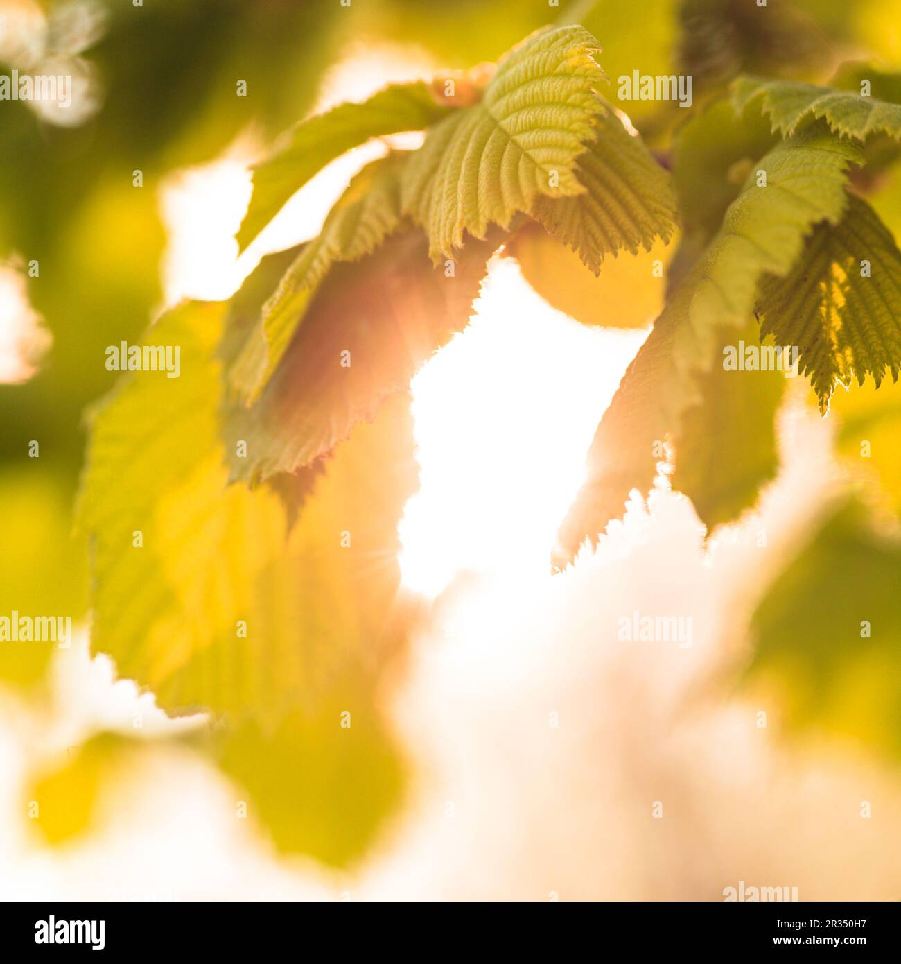 Beautiful nature life tree leaves hi-res stock photography and images ...