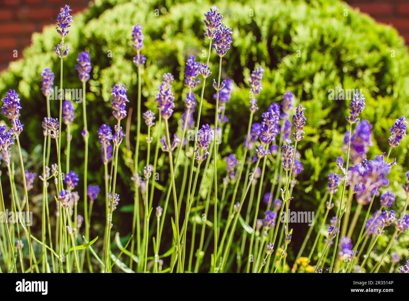 Healthy lavender plant hi-res stock photography and images - Alamy
