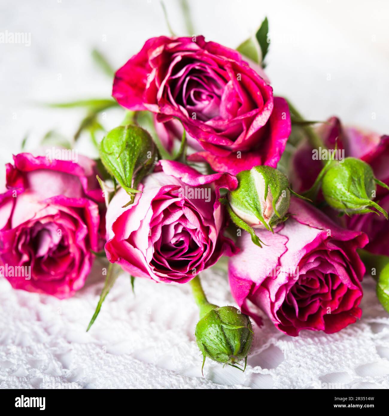 Chic roses hi-res stock photography and images - Alamy