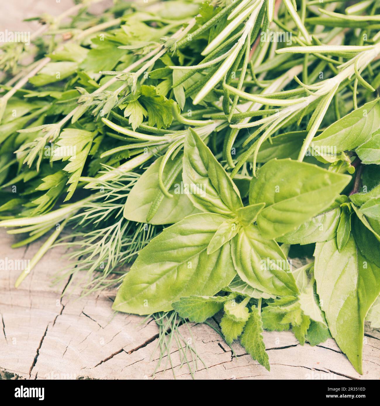 Fresh basil cilantro mint hi-res stock photography and images - Alamy