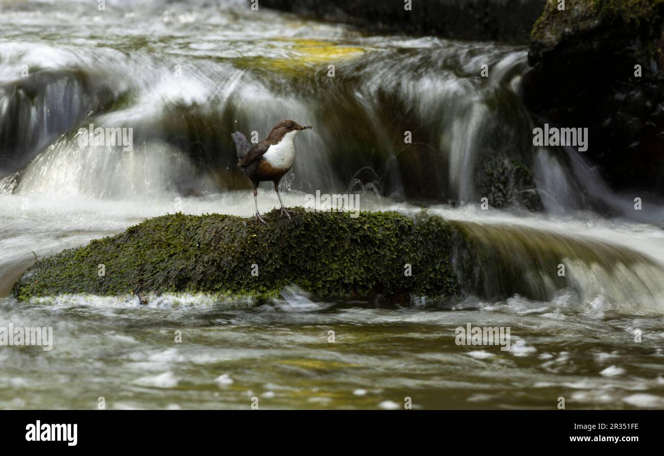 Dipper (Cinclus cinclus) hunting on a fast flowing river Stock Photo ...