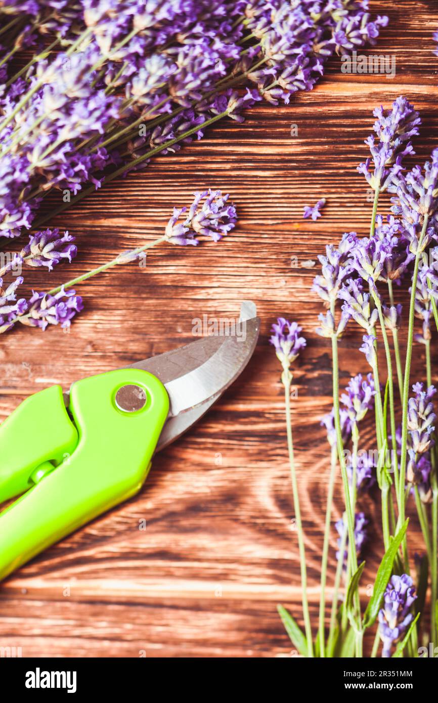 Cutting lavender garden hi-res stock photography and images - Alamy