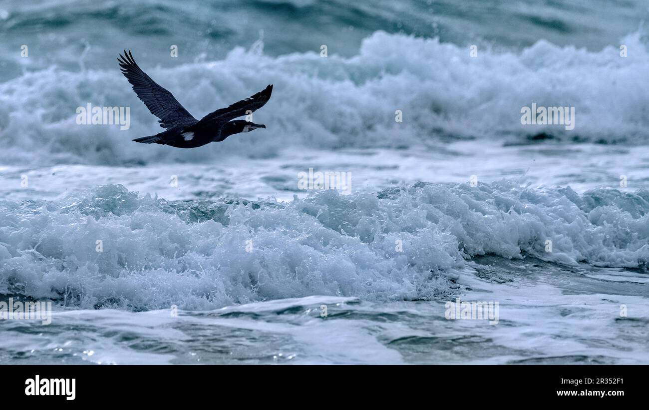 Flying near the surf hi-res stock photography and images - Alamy