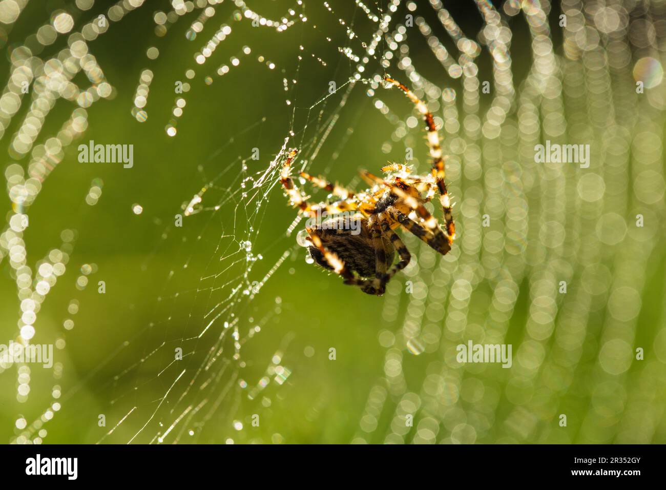White cobweb spider hi-res stock photography and images - Alamy