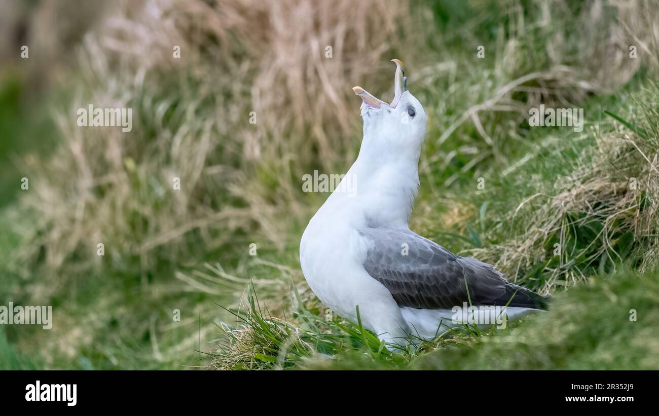 Nesting Northern Fulmar calling to the skies from a grassy ledge Stock ...