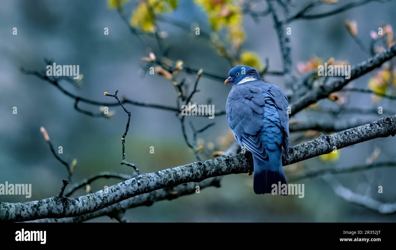 Wood pigeon perched in a tree budding with spring leaves Stock Photo ...