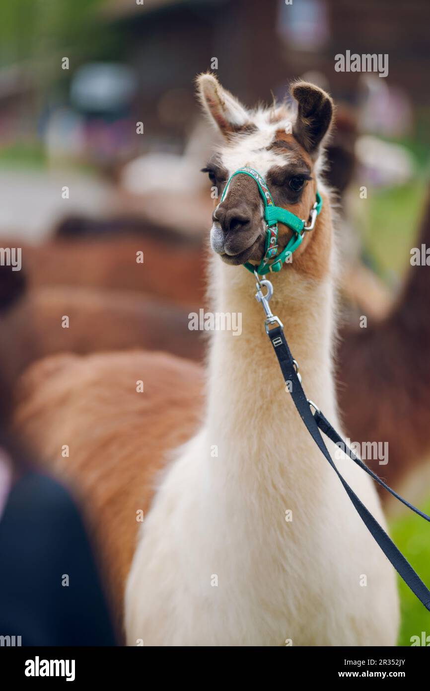 Llama looking at the camera hi-res stock photography and images - Alamy
