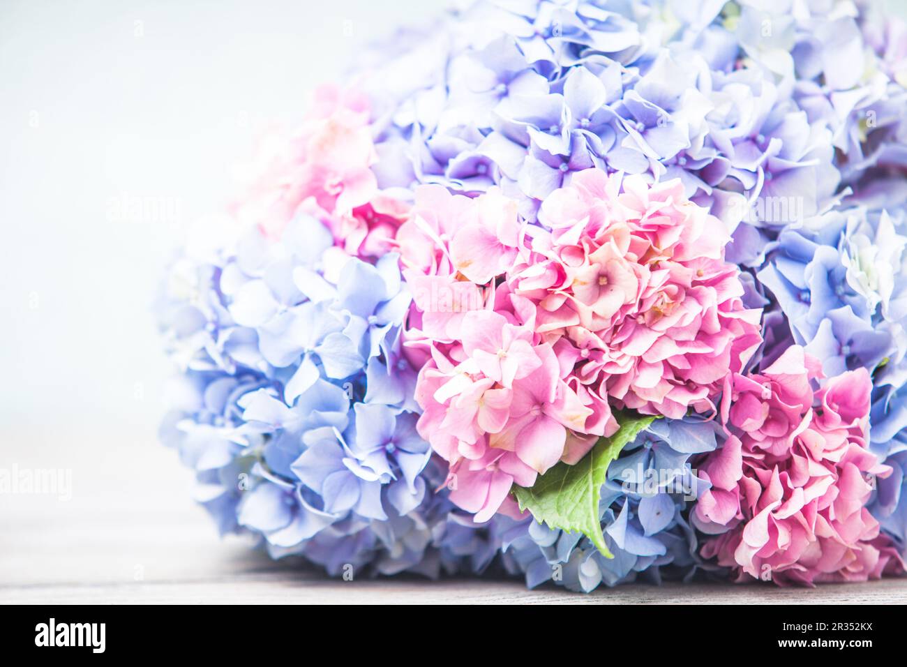 Hydrangea macro hi-res stock photography and images - Alamy