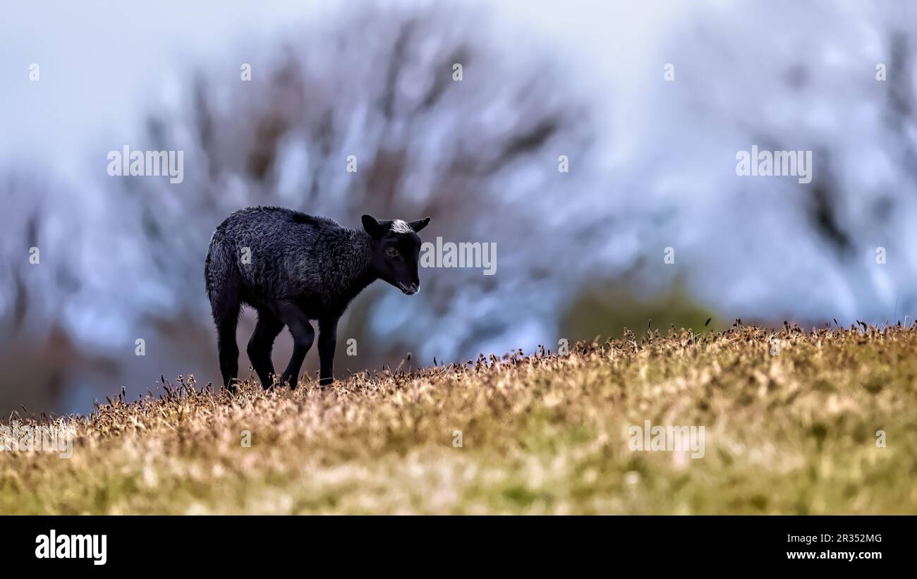 Black lamb hi-res stock photography and images - Alamy