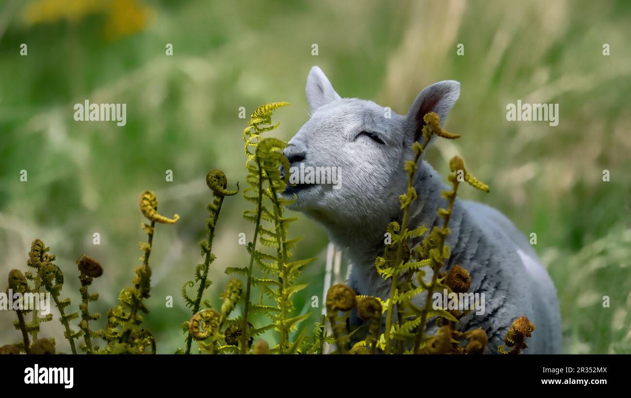 Eating ferns hi-res stock photography and images - Alamy