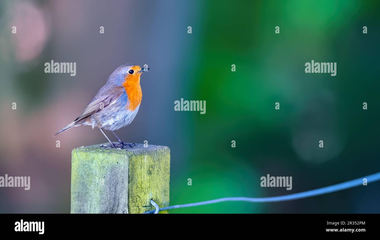Robin redbreast on a fence post Stock Photo - Alamy
