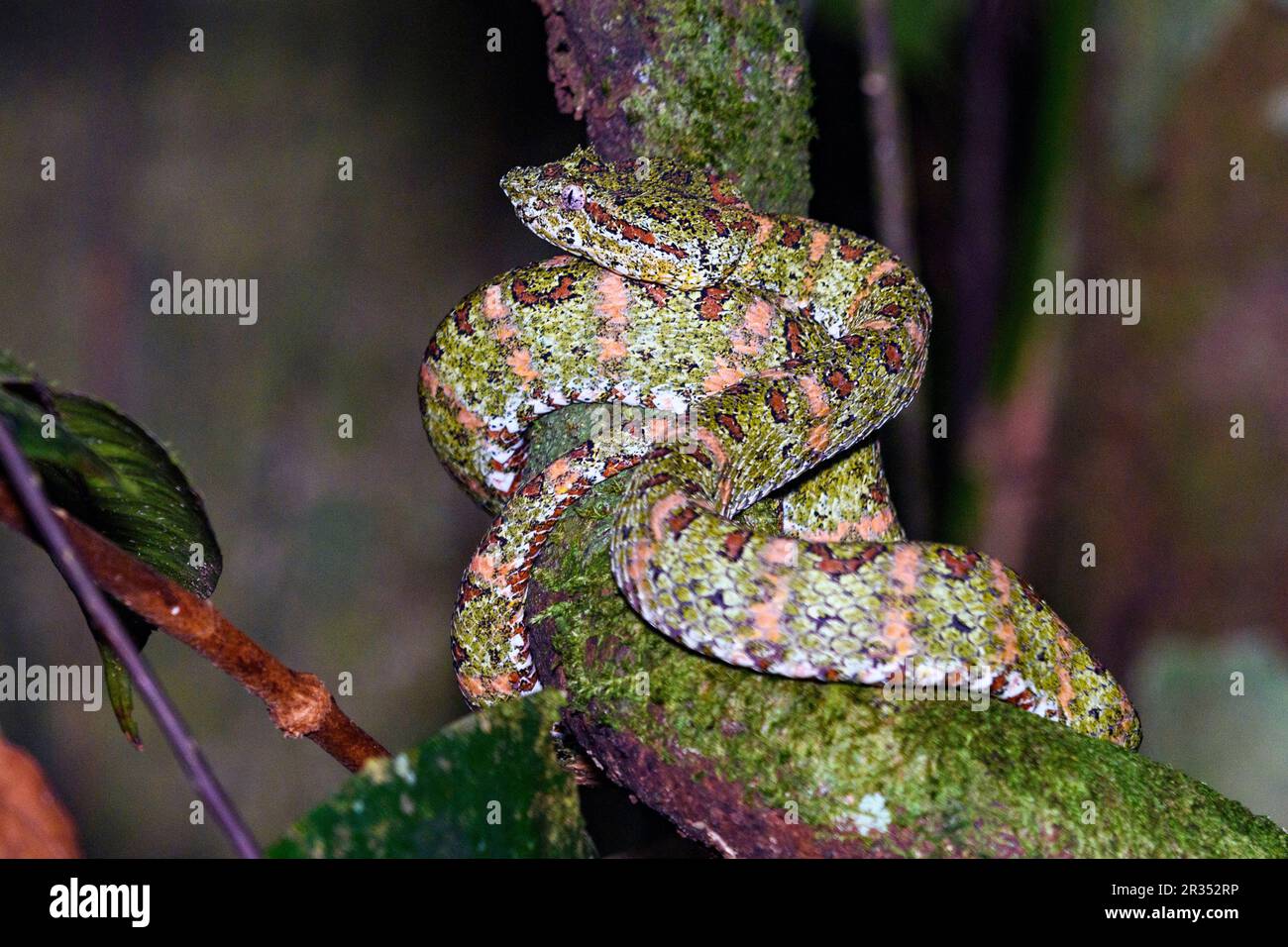 Oyervippe hoggorm hi-res stock photography and images - Alamy