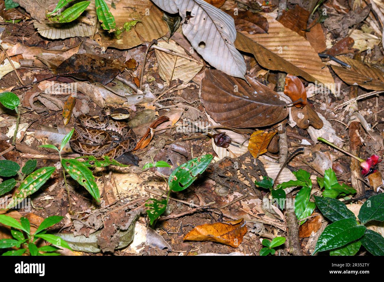 Reptiles de america central hi-res stock photography and images - Alamy