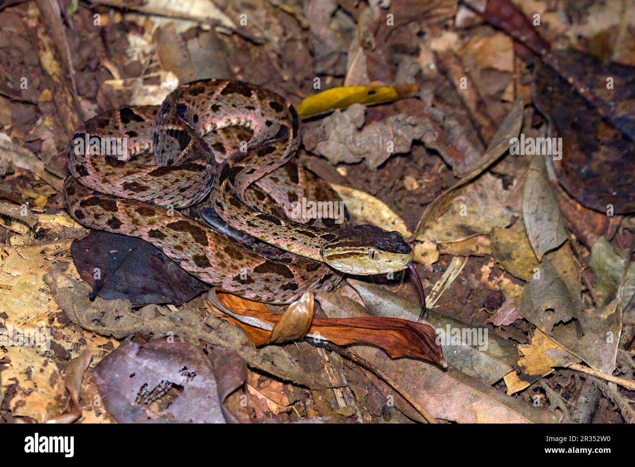 Central American jumping pitviper (Metlapilcoatlus mexicanus) from ...