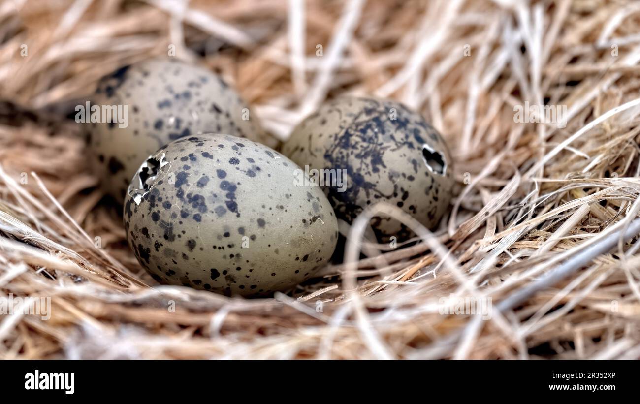 Common gull eggs hatching in a nest with a cute beak poking out of a ...
