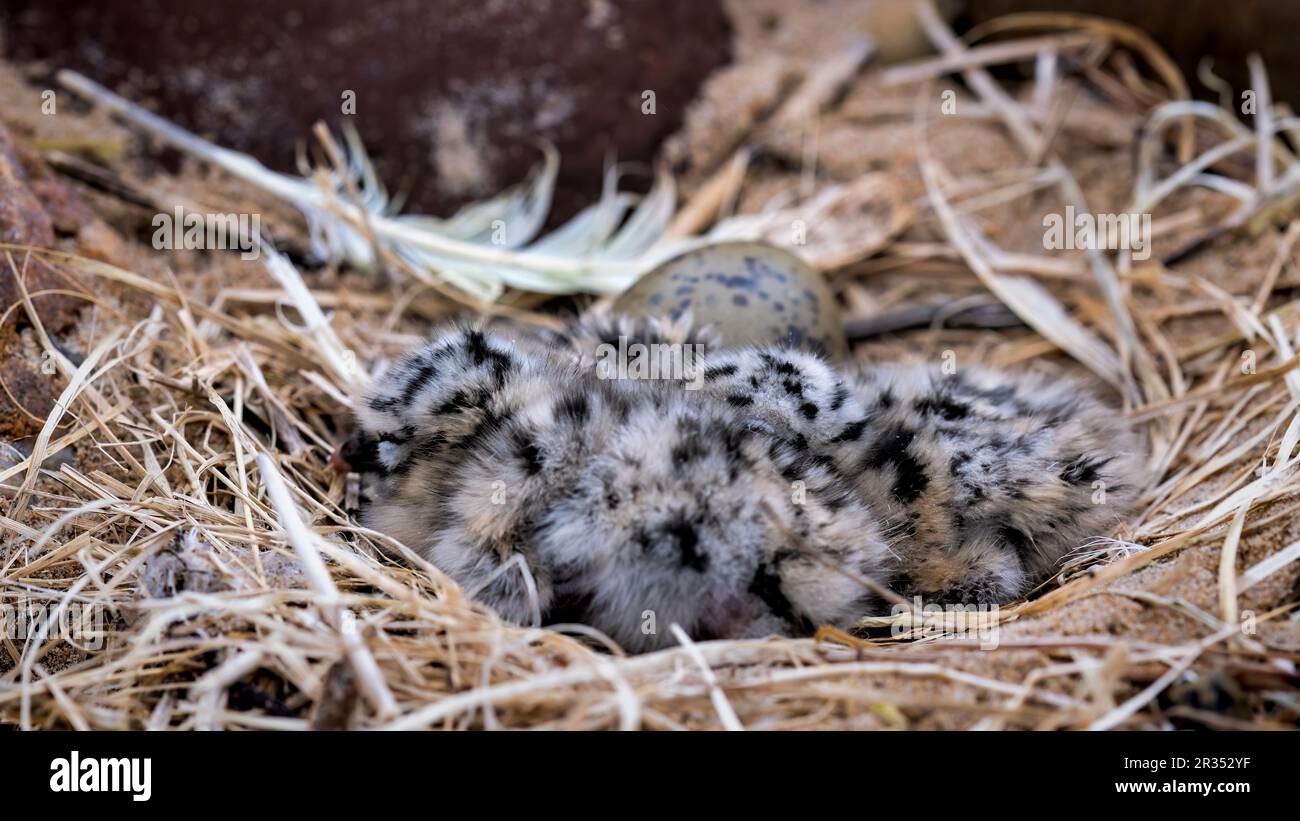 Two newly hatched common gull chicks and an unhatched egg in a nest ...