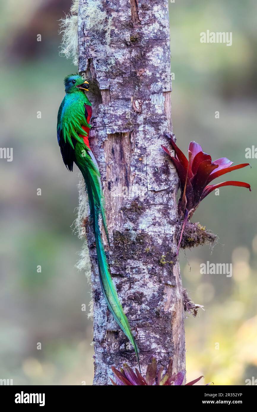 Male of the esplendent quetzal (Pharomachrus mocinno) carrying wild ...