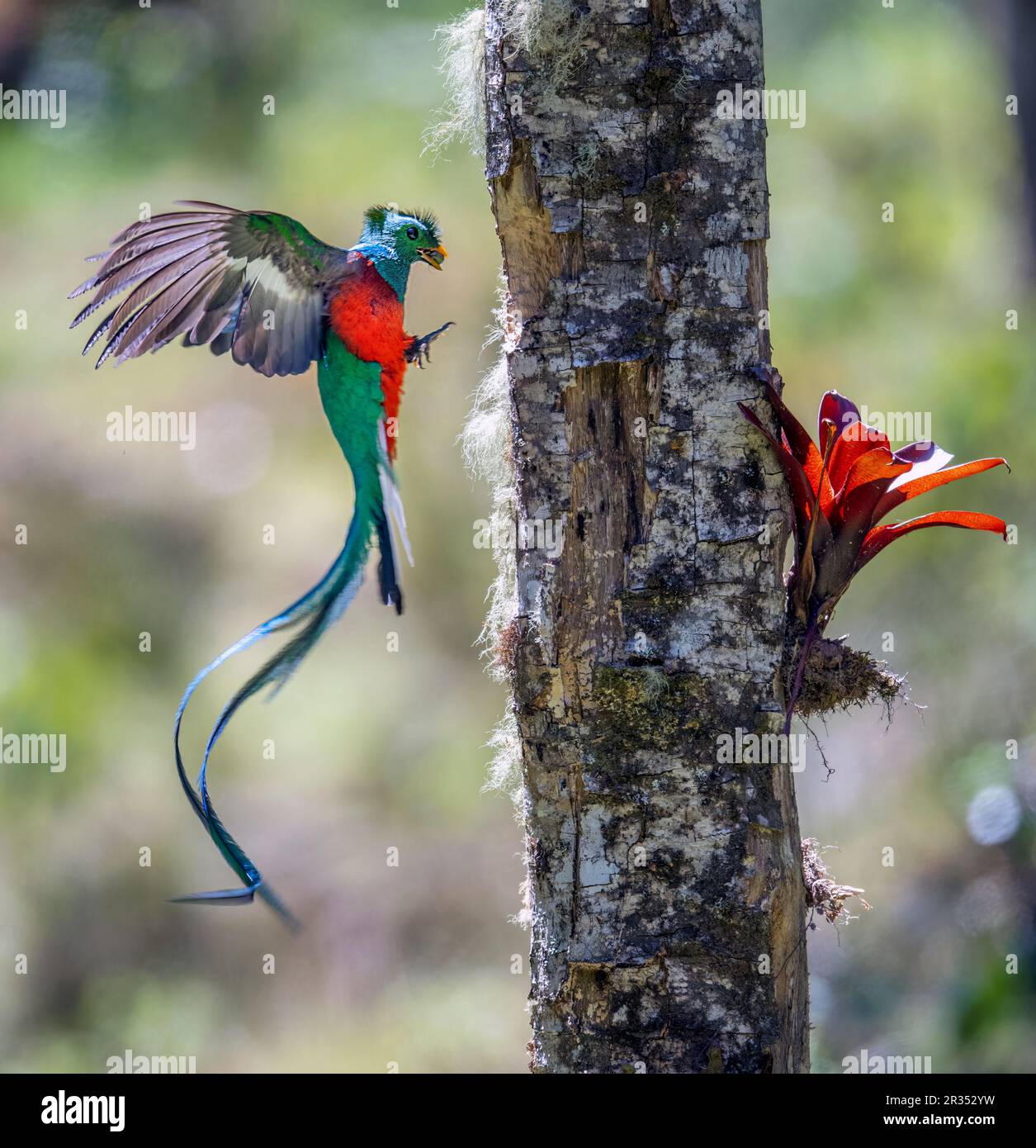 Resplendent quetzal (Pharomachrus mocinno, male) landing with wild ...