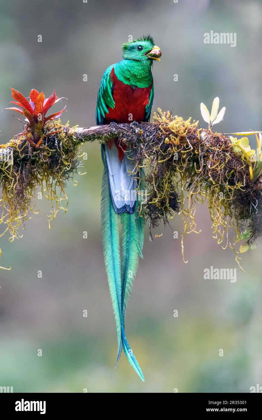 Resplendent quetzal (Pharomachrus mocinno, male) carrying wild avocado ...