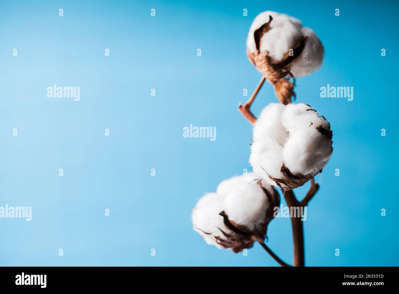 Botany decor hi-res stock photography and images - Alamy