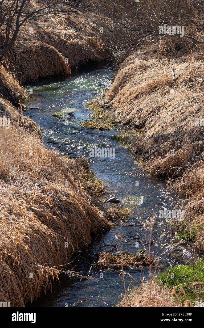 Spring water flowing through a creek landscape with brown herbs in the ...