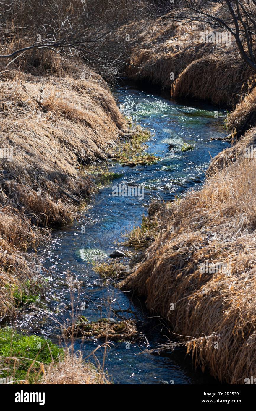 Spring water flowing through a creek landscape with brown herbs in the ...