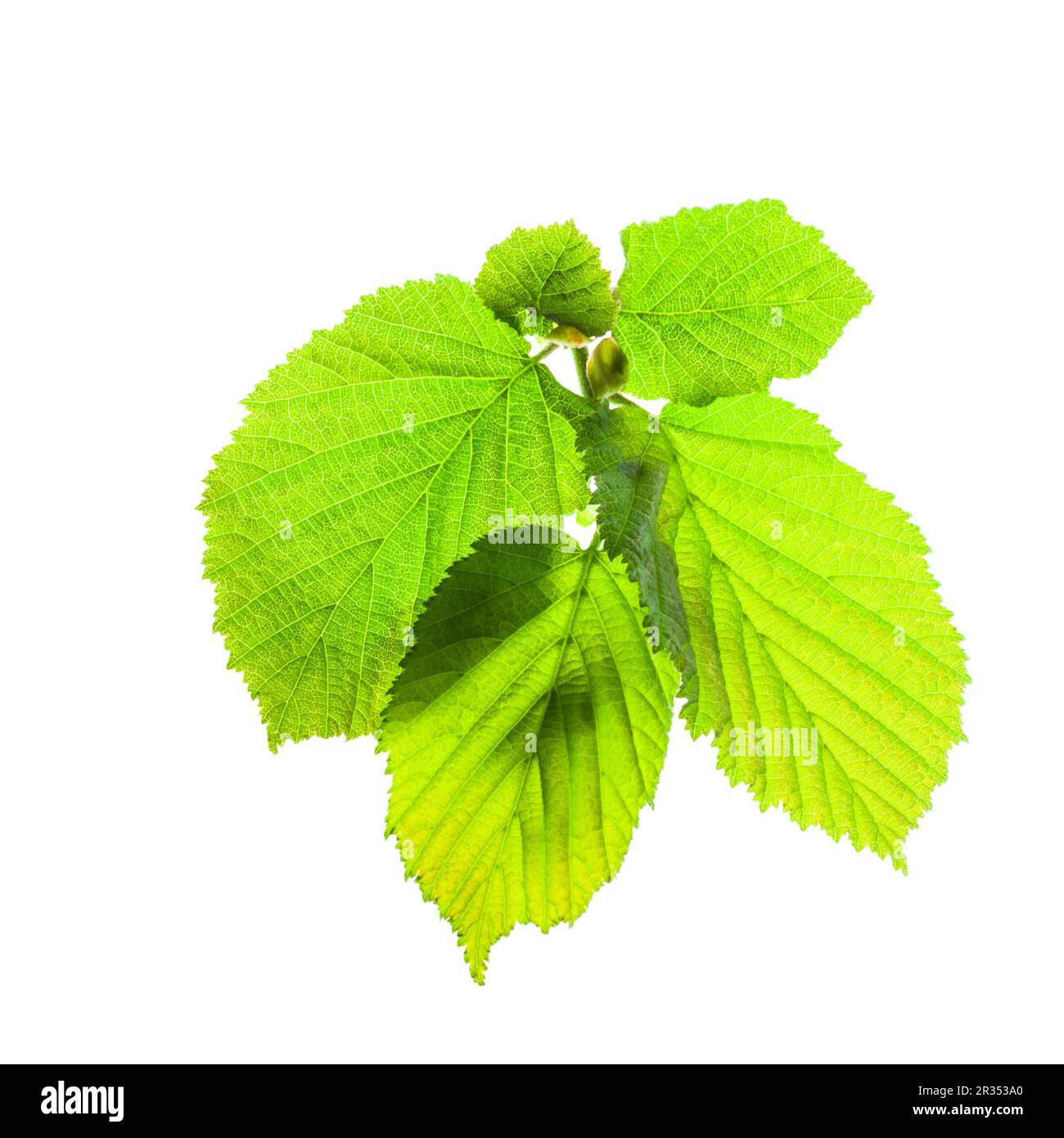 Nature leaves fresh border hi-res stock photography and images - Alamy