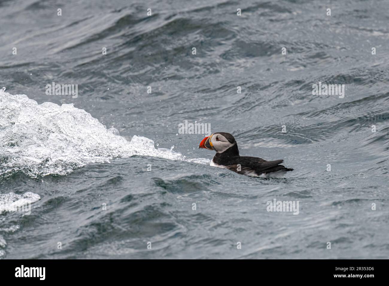 Atlantic puffin swimming hi-res stock photography and images - Alamy