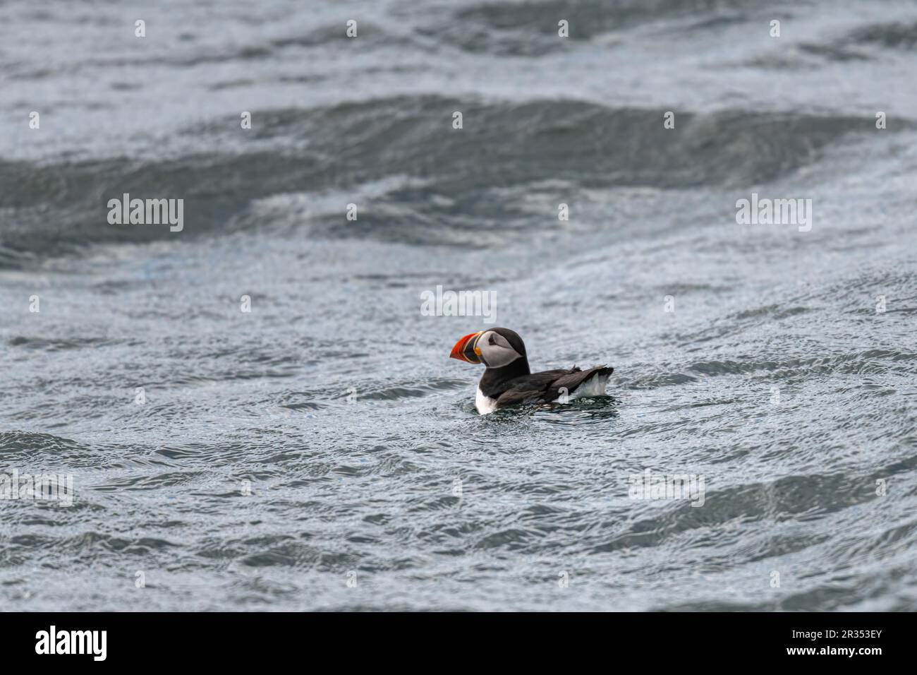 An Atlantic Puffin (Fratercula arctica) swimming on the surface of the ...
