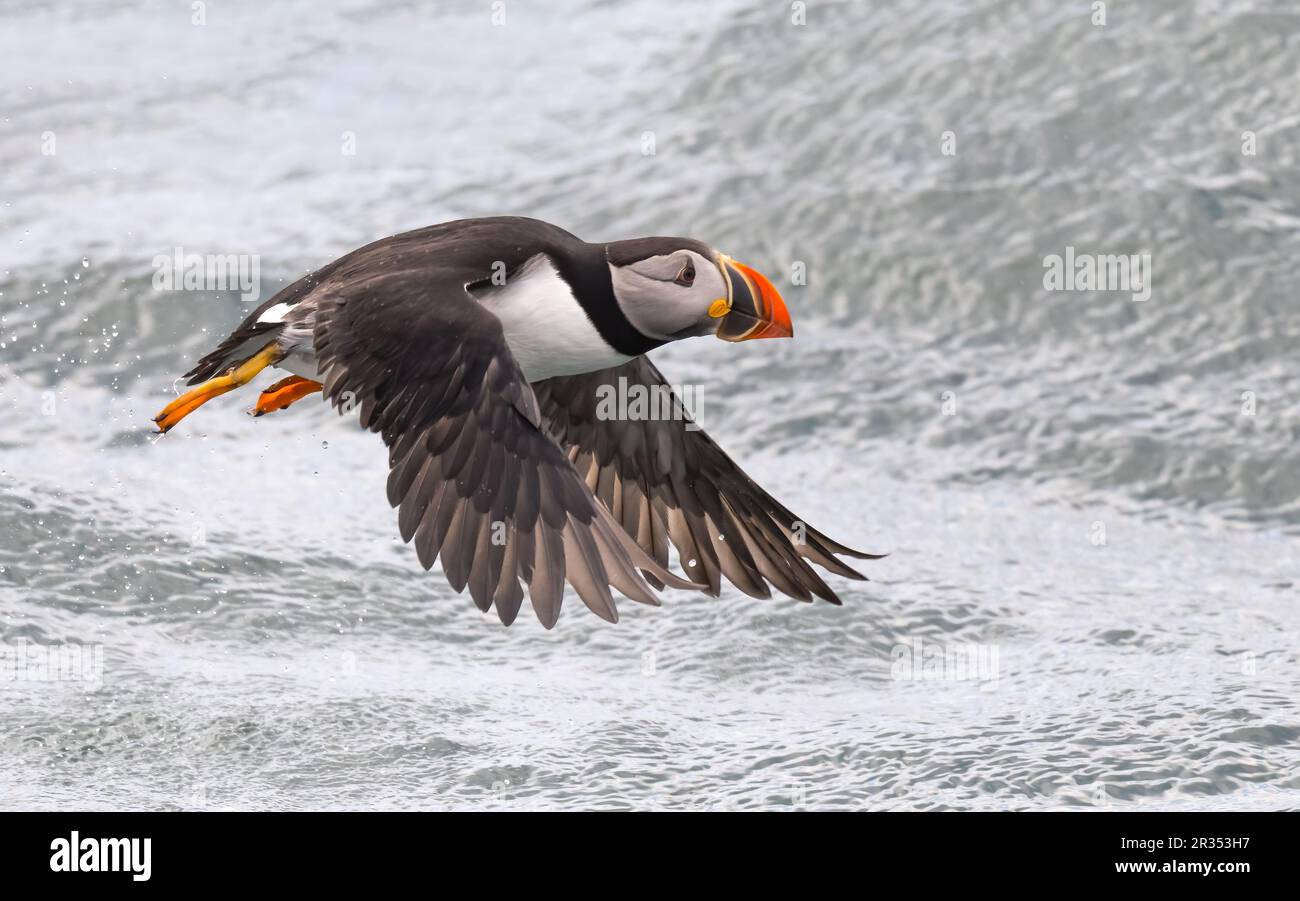 An Atlantic Puffin (Fratercula arctica) flying over the surface of the ...