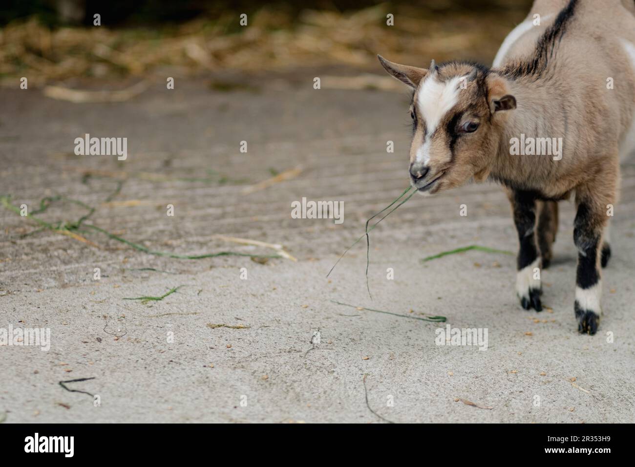 Cute tiny young goat kid eating some herbs on a farmhouse Stock Photo ...