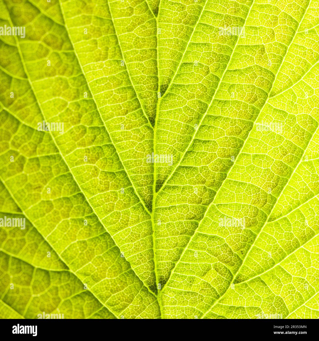Vibrant new leaf hi-res stock photography and images - Alamy