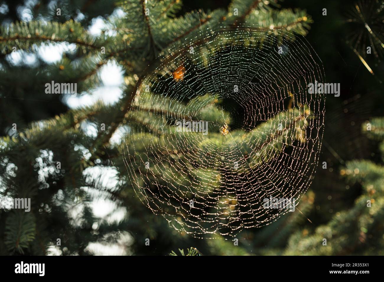 Spider design inspiration hi-res stock photography and images - Alamy