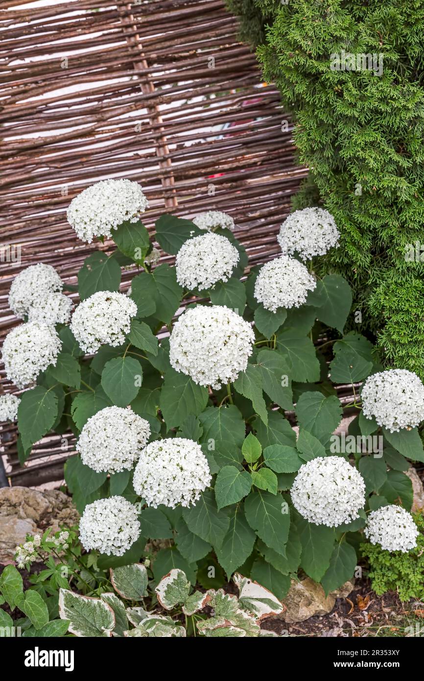 Flowering hydrangea (Hydrangea Stock Photo - Alamy