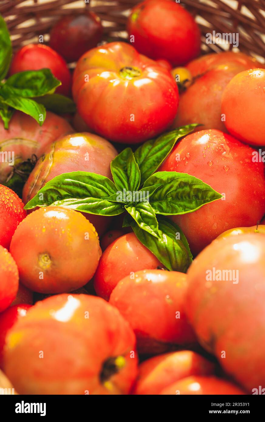 Types of tomatoes to plant hi-res stock photography and images - Alamy