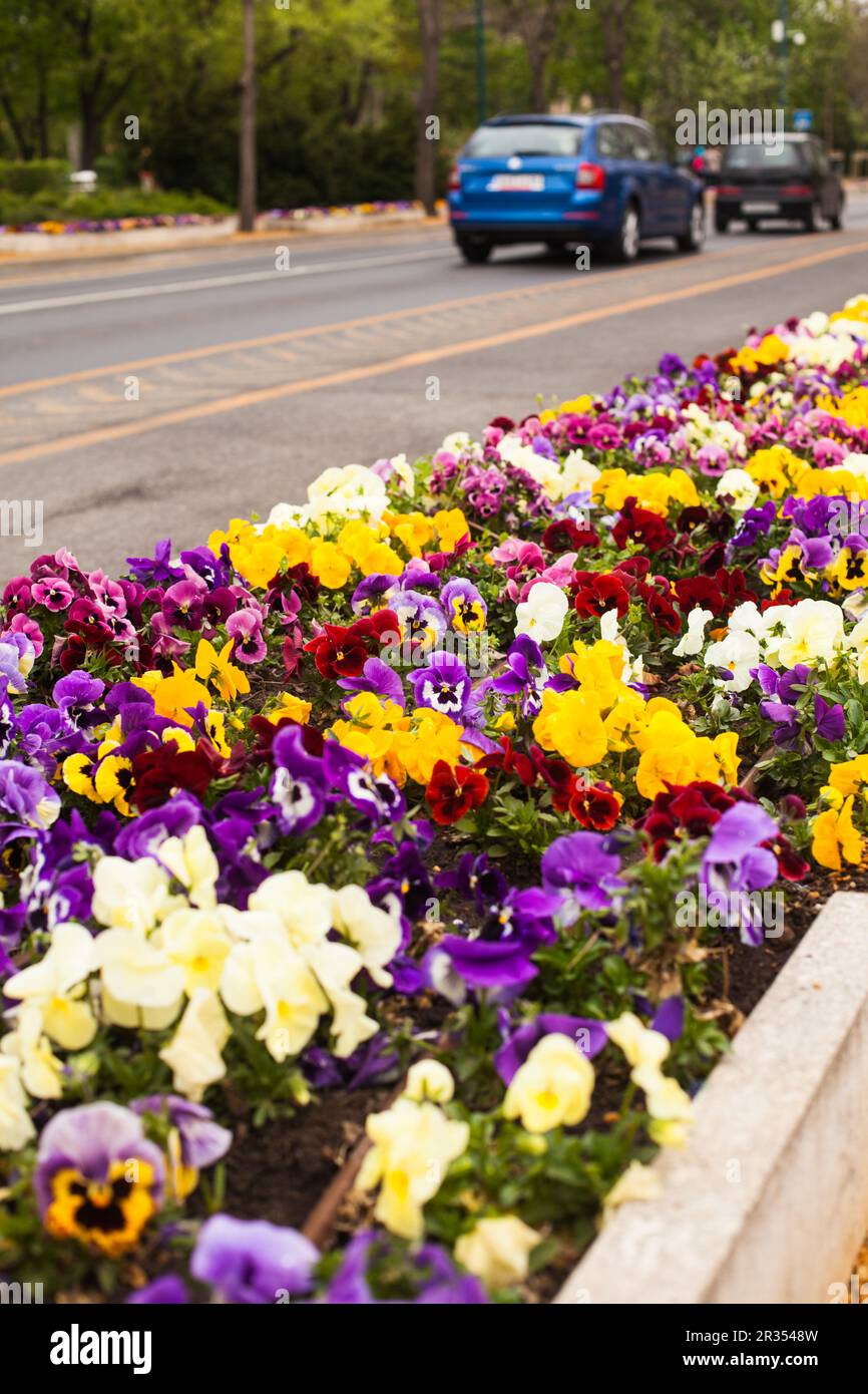 Flowers by the road Stock Photo - Alamy