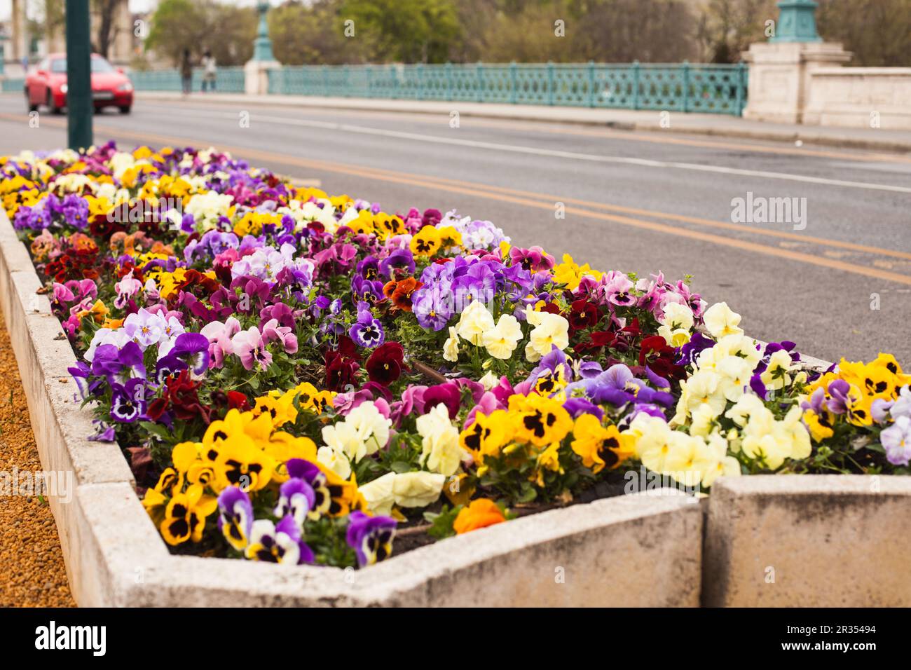 Flowers by the road Stock Photo - Alamy