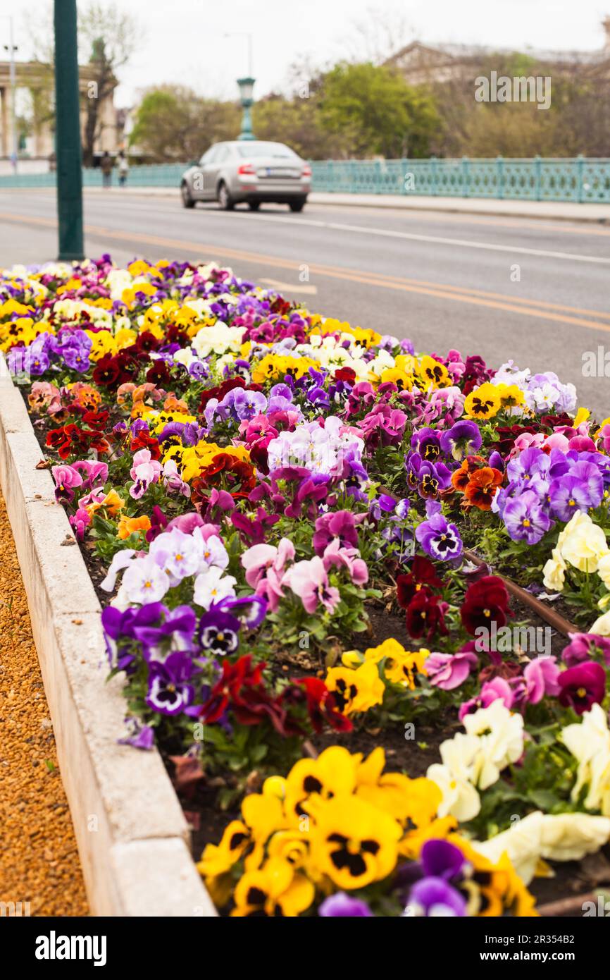 Flowers by the road Stock Photo - Alamy