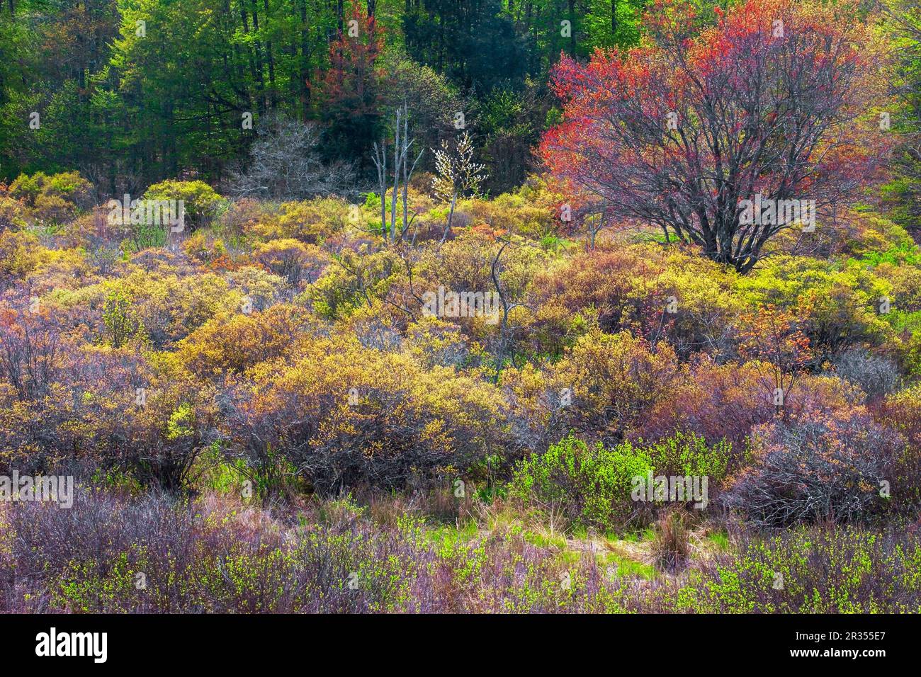 A wooded swamp in spring in Pennsylvania's Pocono Mountains Stock Photo ...