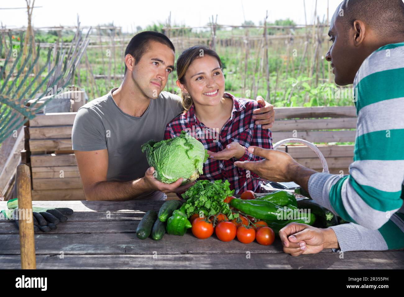 Professional gardeners talking after harvesting of vegetables Stock ...