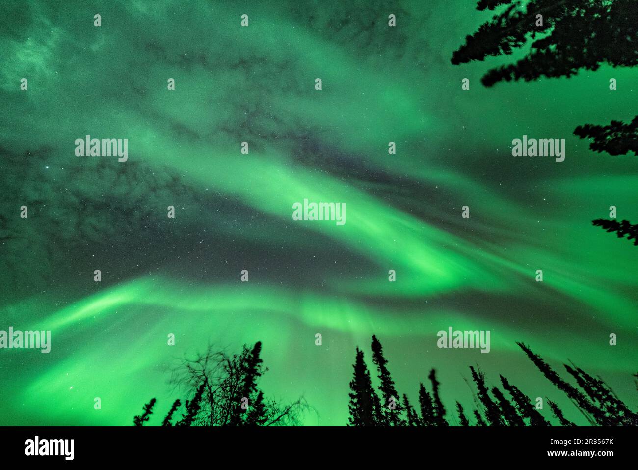 Northern lights display seen in northern Canada, Yukon Territory. Aurora borealis with ...
