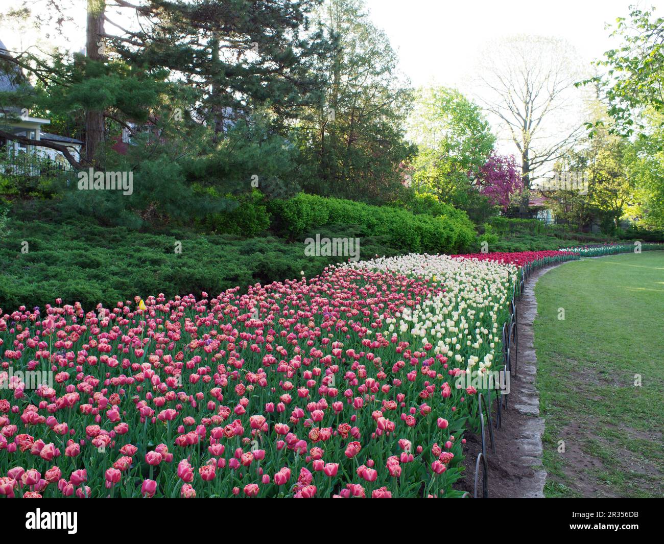 Long stretch of colourful tulip flowers in early morning at Dow s Lake ...