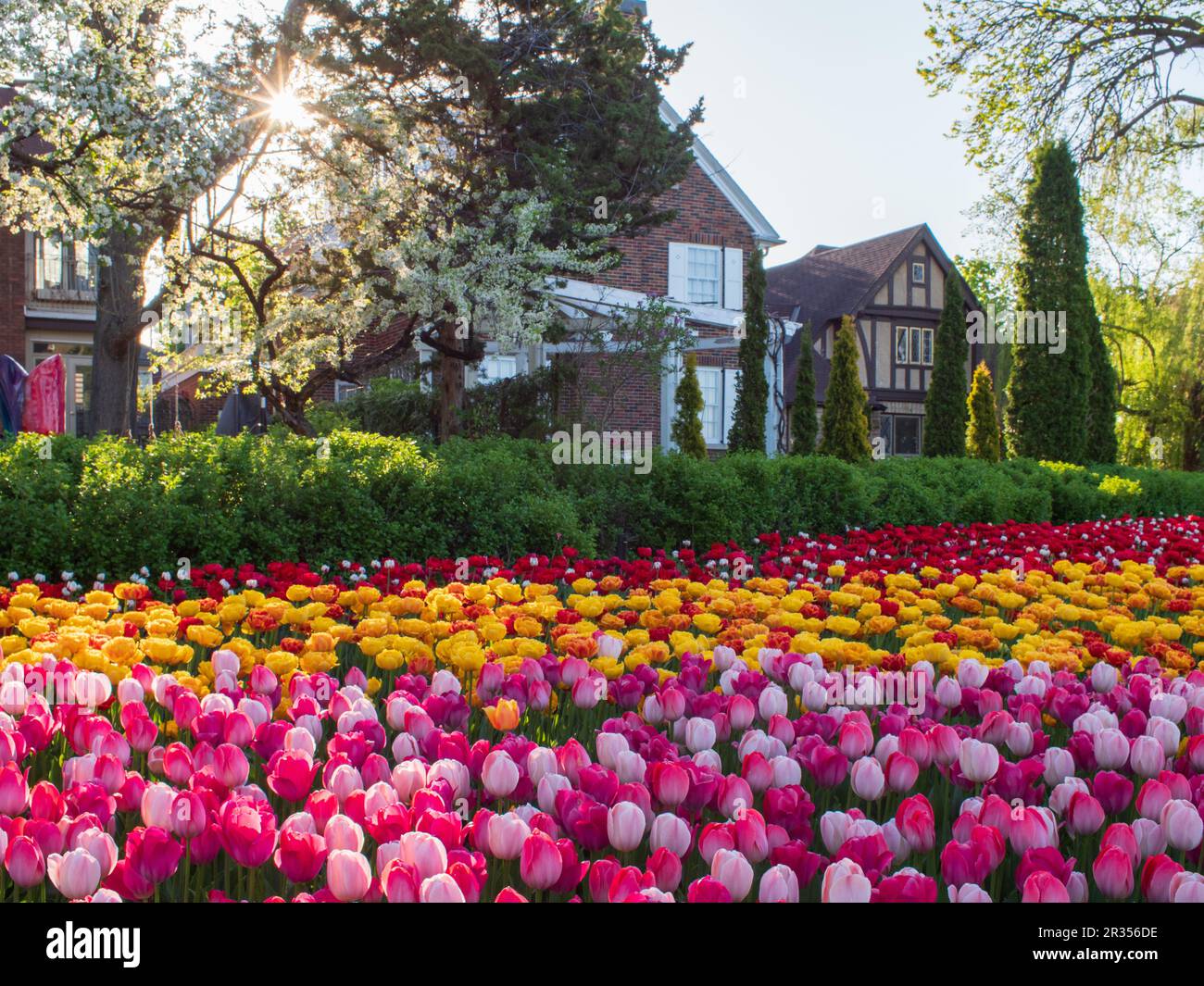 Colourful tulip flowers back-lit by early morning sun at Dow s Lake ...