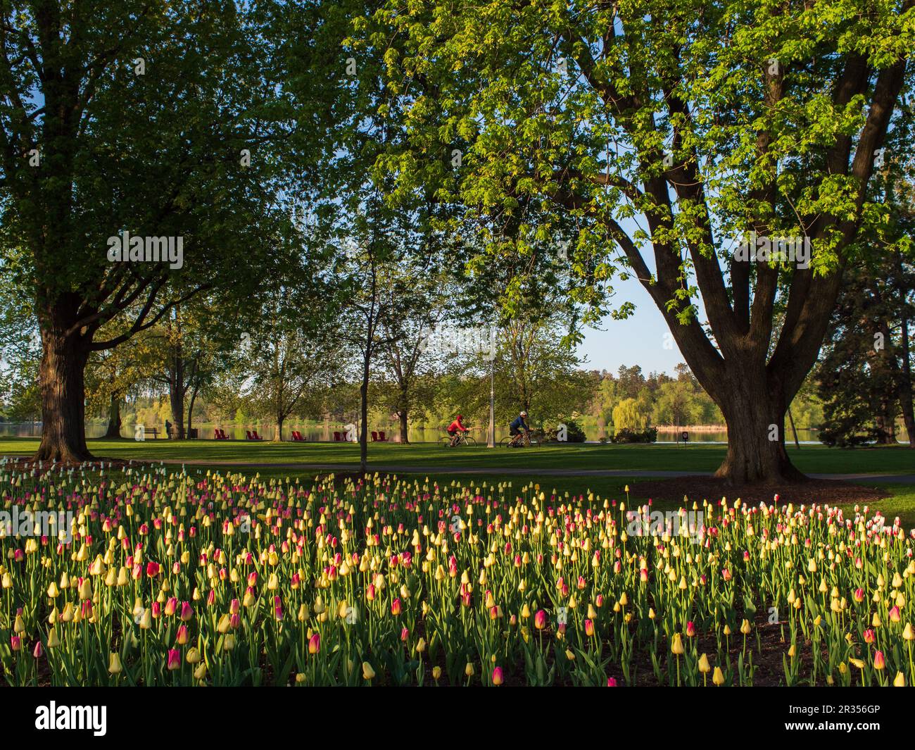 Scene of Ottawa Tulip Festival: tulip flower bed lit by early morning ...