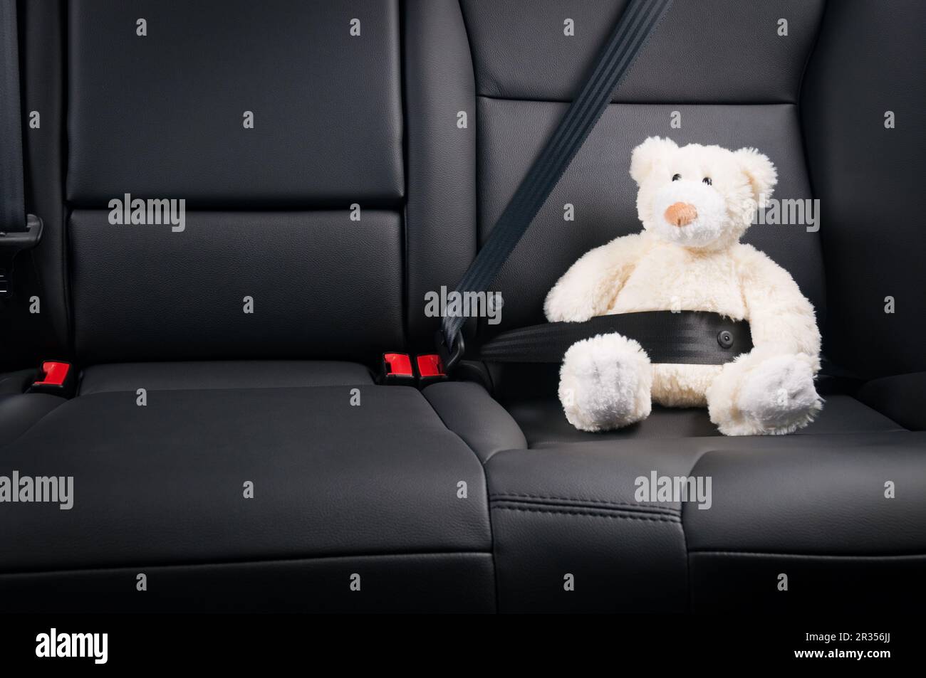 Teddy bear fastened in the back seat of a car Stock Photo - Alamy