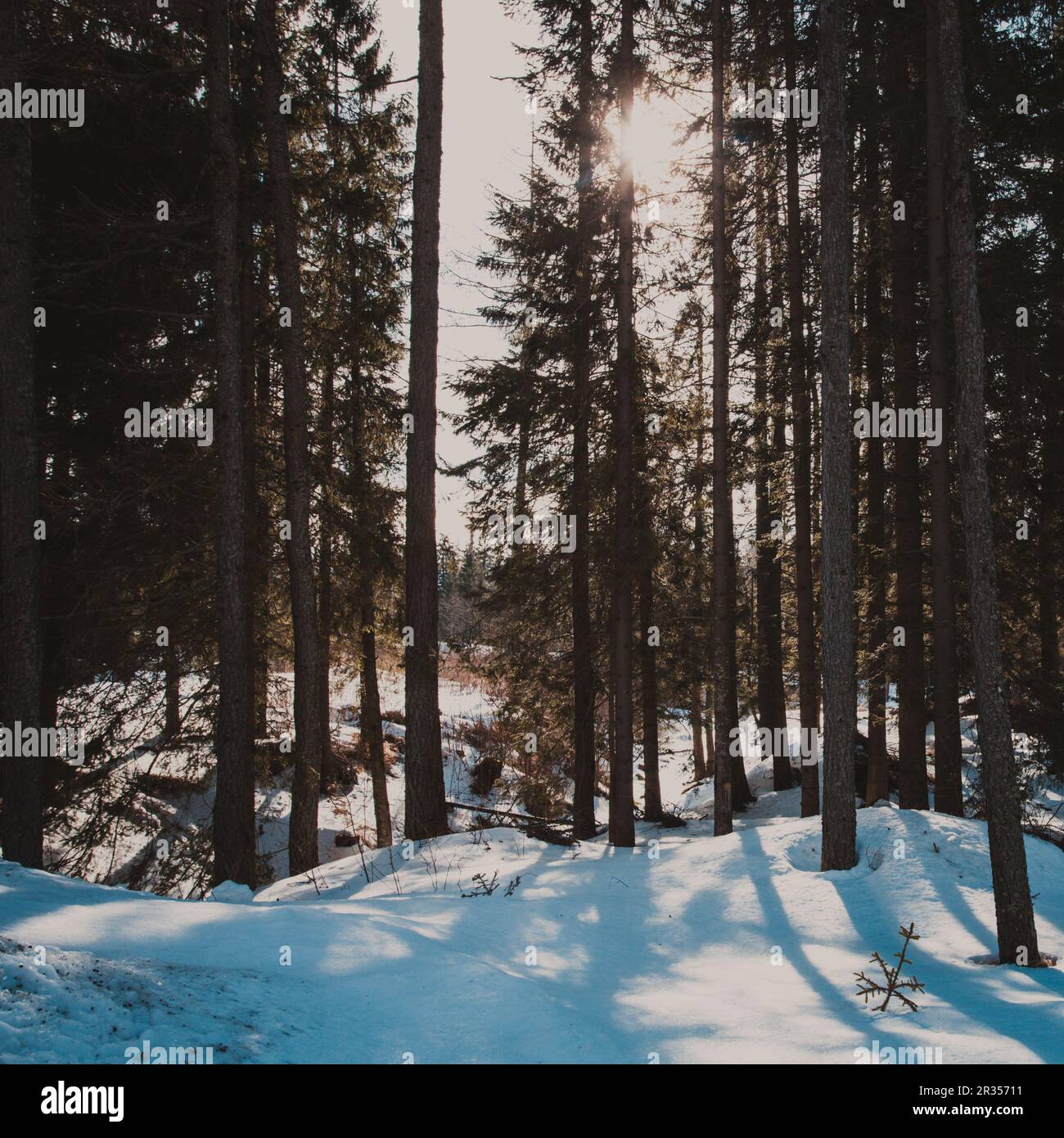Picturesque frozen forest hi-res stock photography and images - Alamy