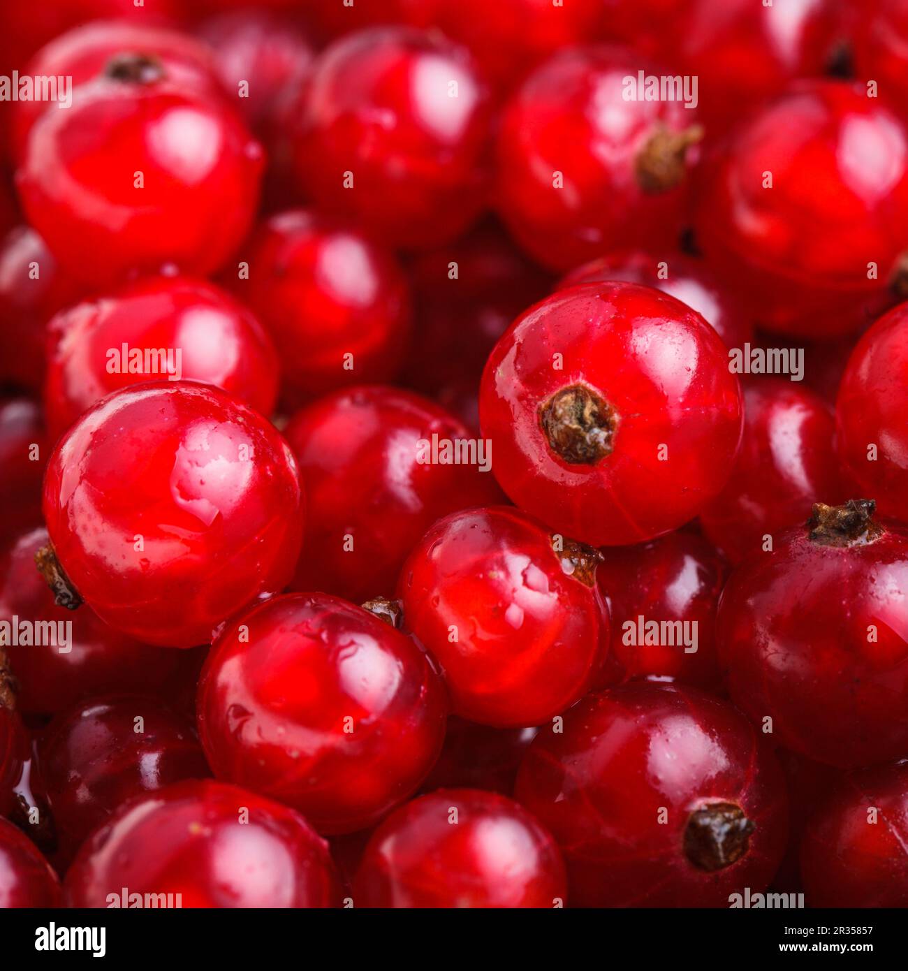 Red wet currant hi-res stock photography and images - Alamy
