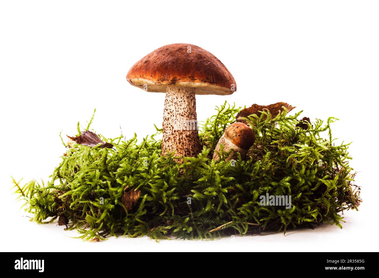 Orange cap boletus closeup Cut Out Stock Images & Pictures - Alamy